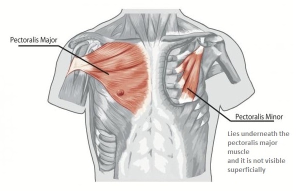 Boost The Size Of Your Chest : Tips For A Larger Chest — MO Marketplace