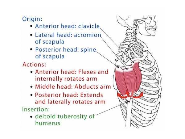 Blast Those Delts : Tips & Exercises For Bigger Deltoids — MO Marketplace