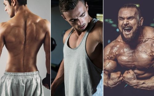 Muscle Building Body Types - Which Type Are You? — MO Marketplace